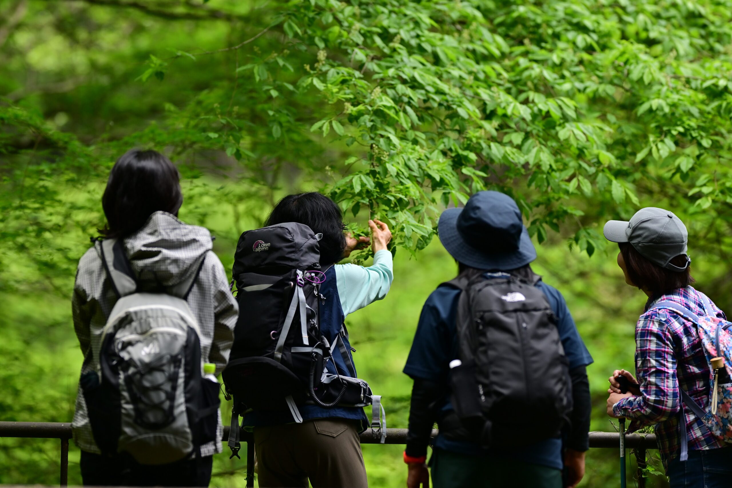 Forest Therapy（shinrin-yoku） – West Tokyo Wonders | Tours & Experiences ...