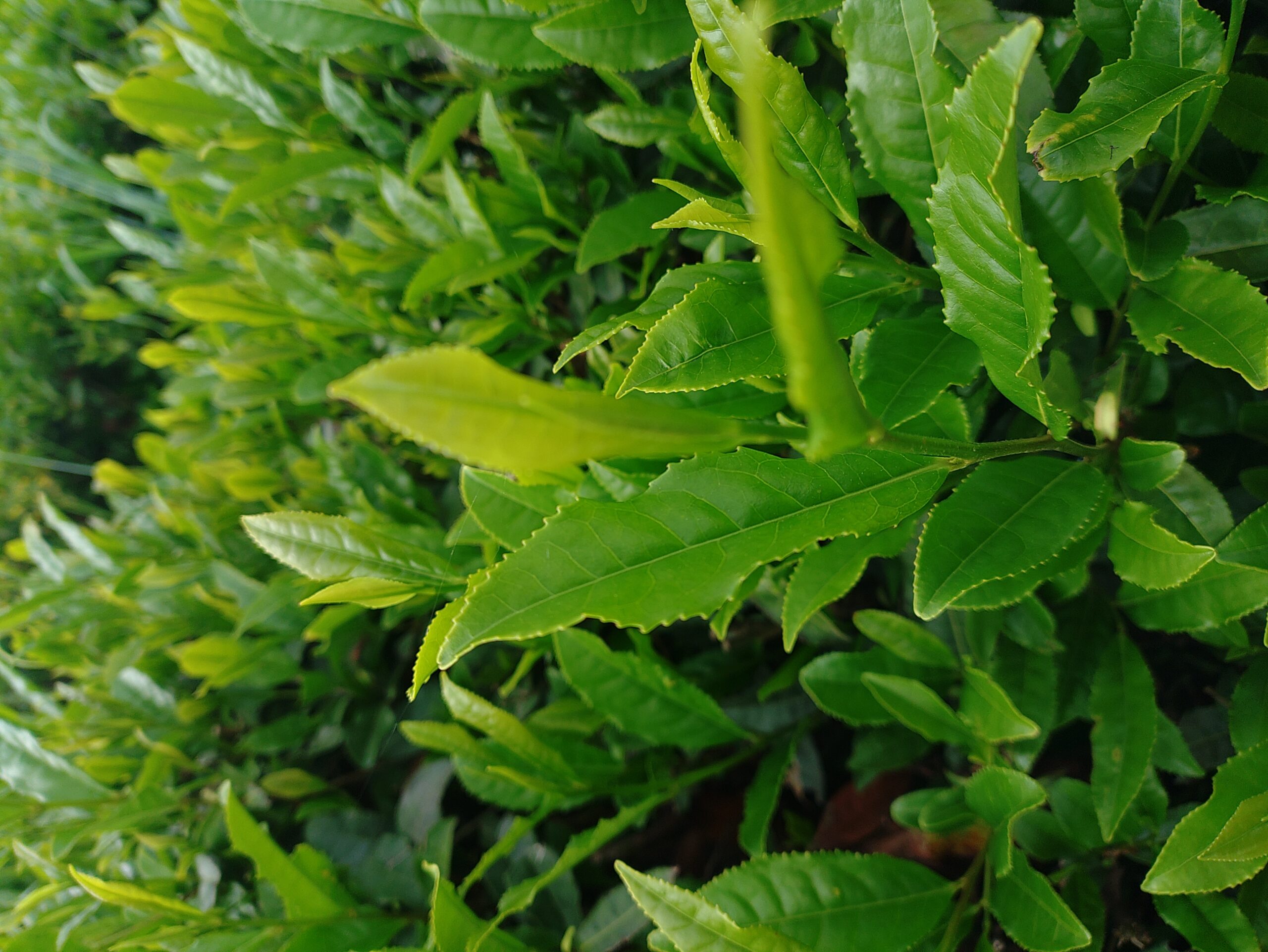 Hinohara Japanese Tea Picking – West Tokyo Wonders | Tours ...
