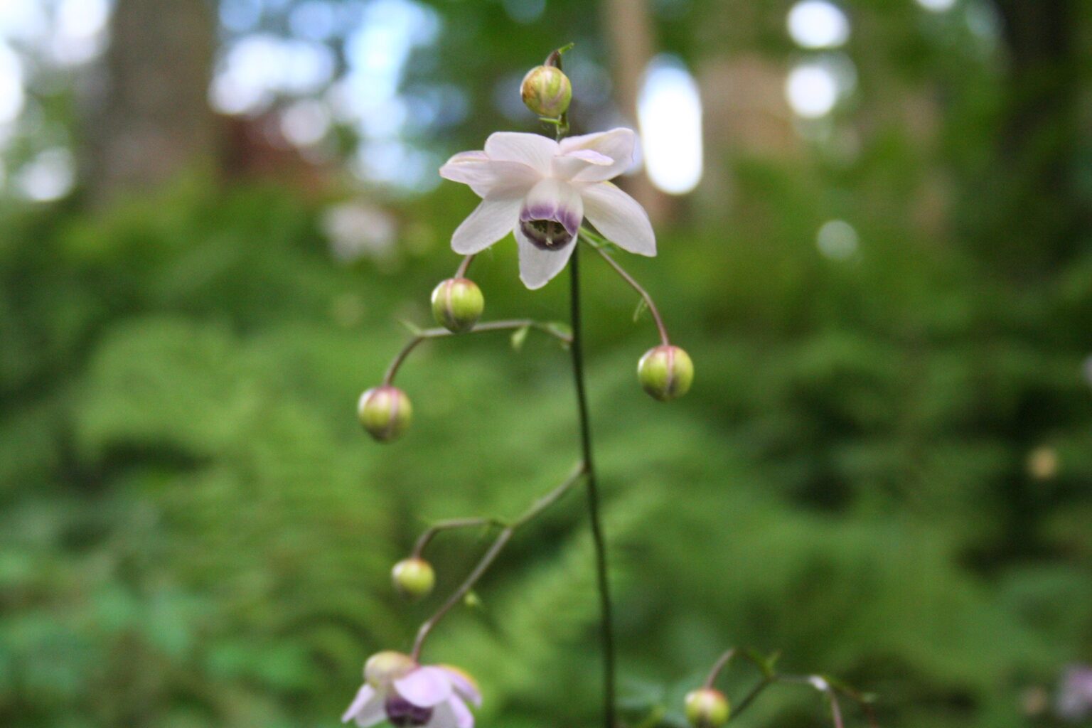 Fairy’s Flower (Rengetsushōma) at Mt. Mitake – West Tokyo Wonders ...