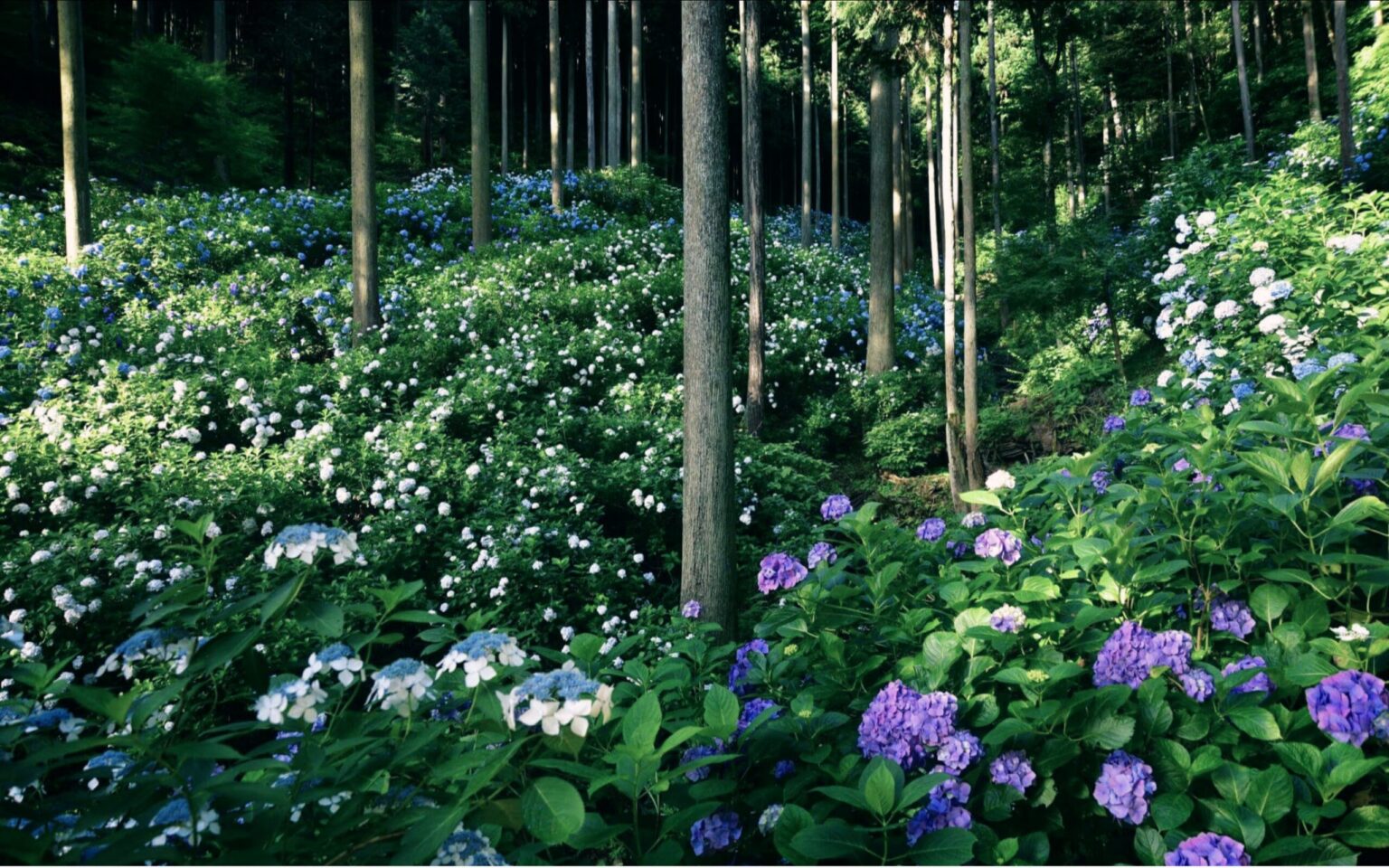 Minamisawa Hydrangea Mountain – West Tokyo Wonders | Tours ...